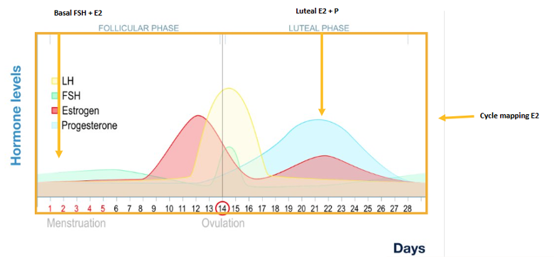 Supporting Perimenopause with the DUTCH Test